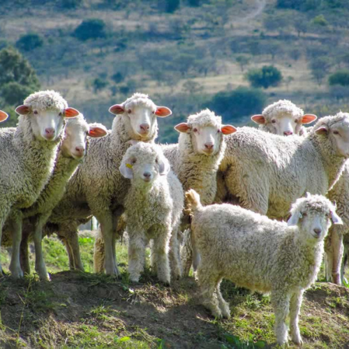 Stay At Glen Avon Farm - A Quintessential Farm Holiday - Activities ...